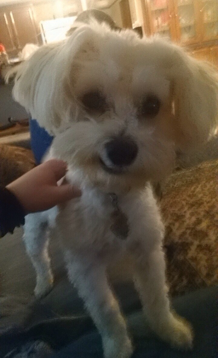 14 Dogs Smiling So Sly