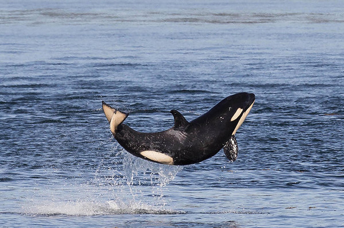 Orca Newborn