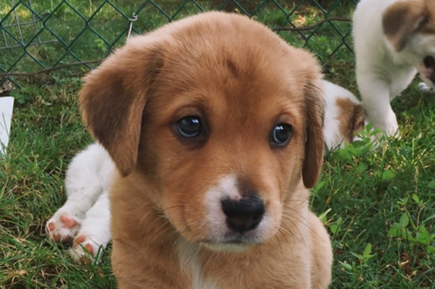Estos cachorritos conocieron el mundo exterior por primera vez