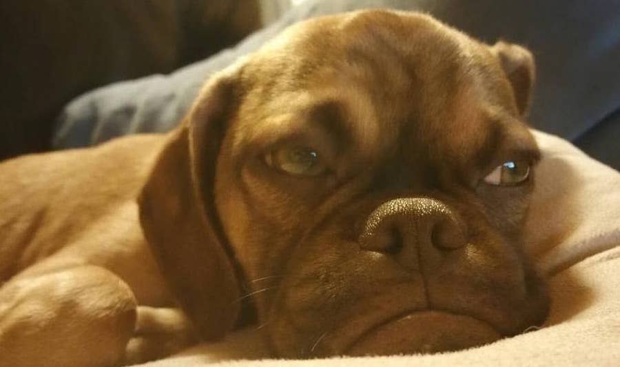 Earl Grumpy Puppy Memes Grumpy Earl The Puggle Gives Grumpy Cat A Run