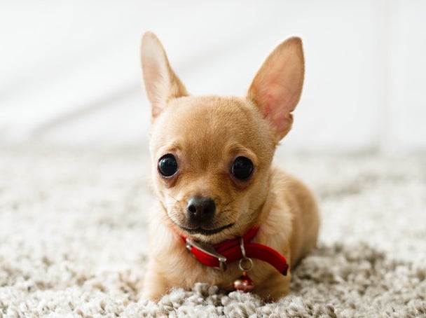 11 Dogs That Prove Small Is Powerful