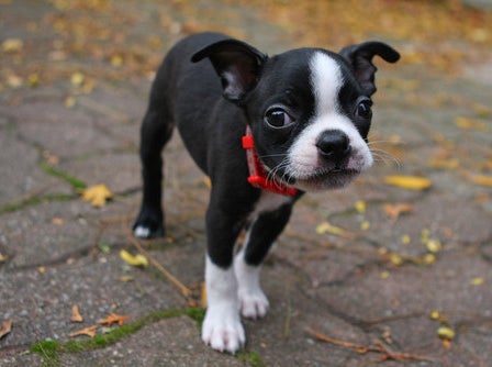 11 Dogs That Prove Small Is Powerful