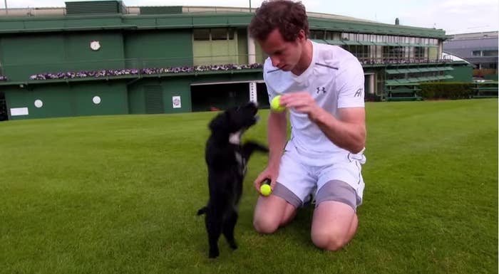 Some Puppies Came To Visit Andy Murray At Wimbledon