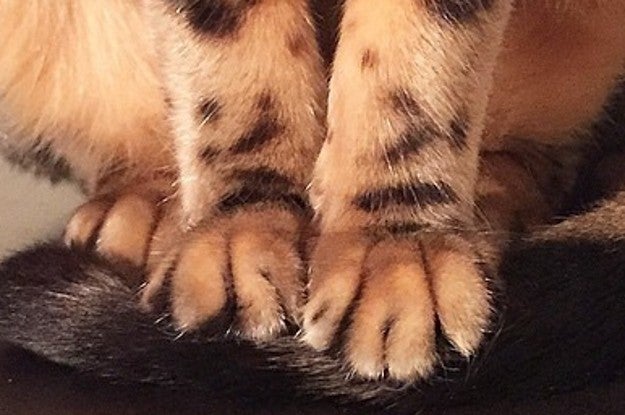 17 Little Kitty Toesies To Get You Through Today