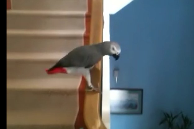Parrot Slides Down Stair Bannister And Into Your Heart