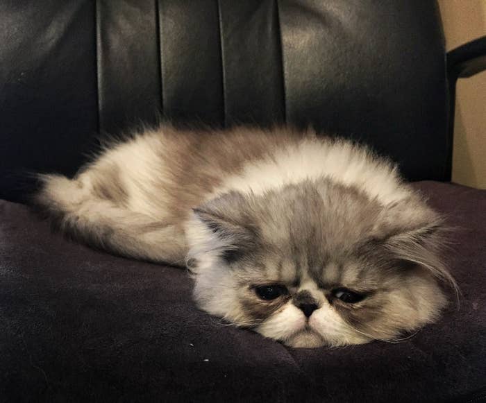 The 25 Struggles Every Catless Cat Person Will Understand