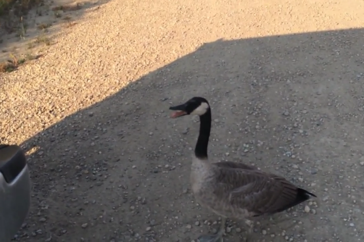 This Man Found A Lost Goose And Guided It To Water On An Epic Adventure