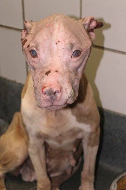 This Dog Was Rescued After She Was Doused With An Acid Normally Used To ...