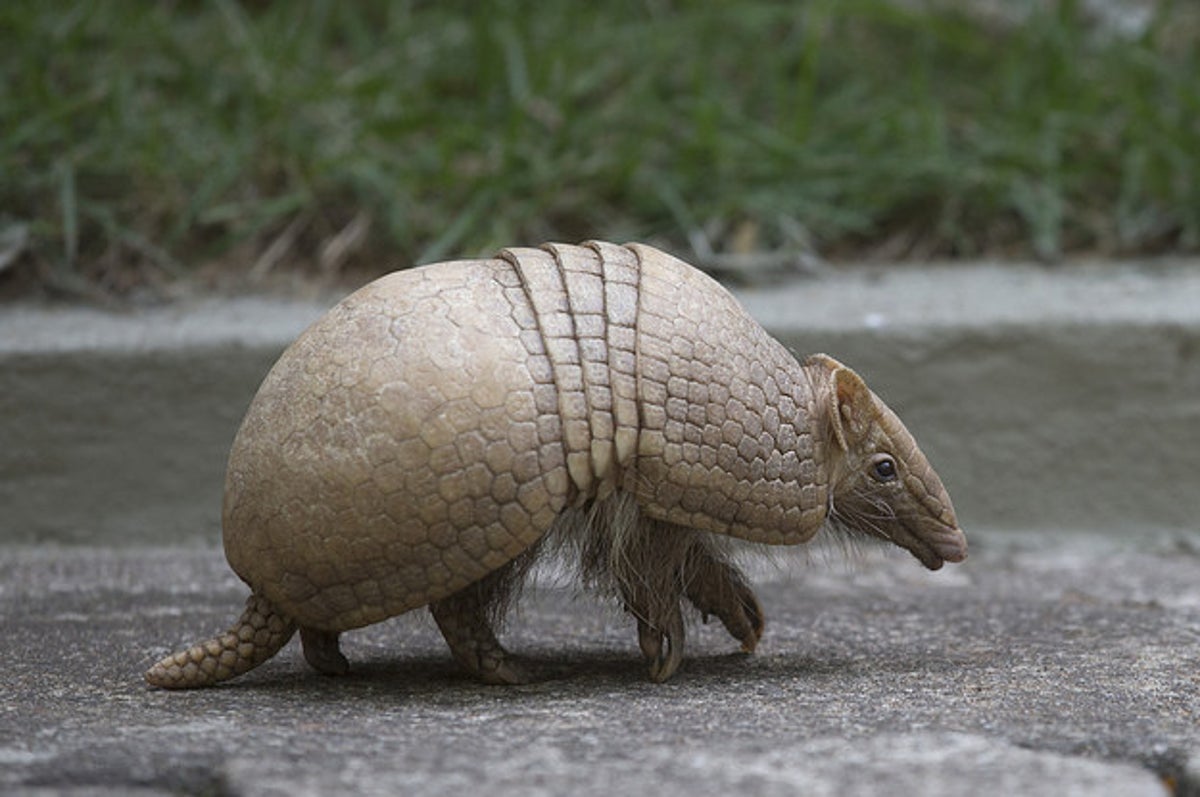 A Man Was Shot In The Face After His Bullet Ricocheted Off An Armadillo