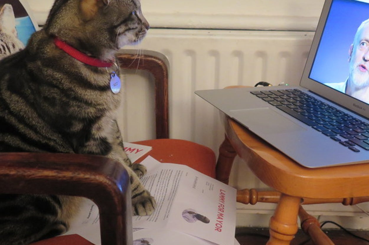 The Labour Party Let This Cat Vote In Its Leadership Election
