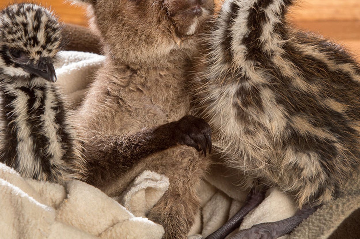 These Baby Emus Cuddling A Baby Kangaroo Will Make Your Heart Explode