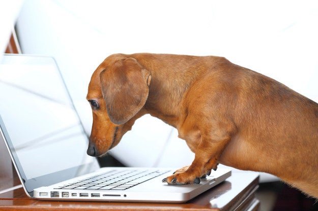 Which Business Dog Are You?