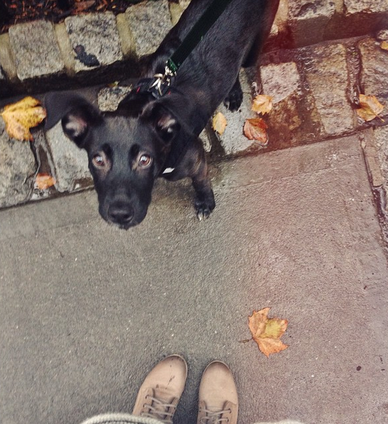 17 Dogs That Totally Get Fall