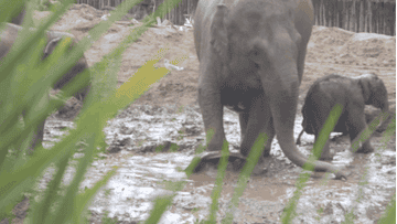 Check Out This Baby Elephant Meeting Mud For The First Time