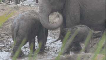 Check Out This Baby Elephant Meeting Mud For The First Time