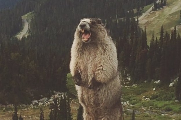 Esta marmota gritando como una niña asustada será lo mejor que veas hoy