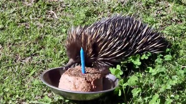 echidna eating