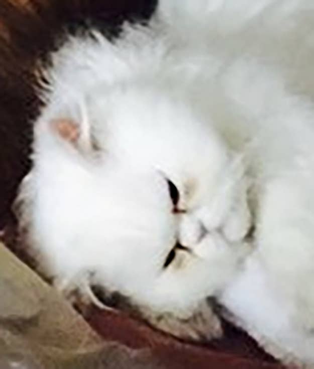 This Is What Life Is Like For Miley Cyrus's Pets