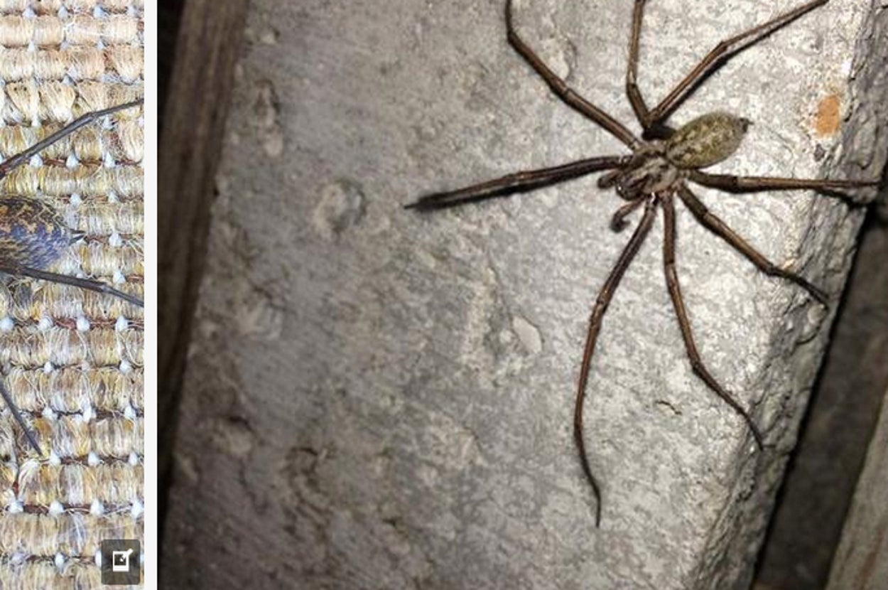 16 Photos That Are Way Too Real For People Who Hate Spiders