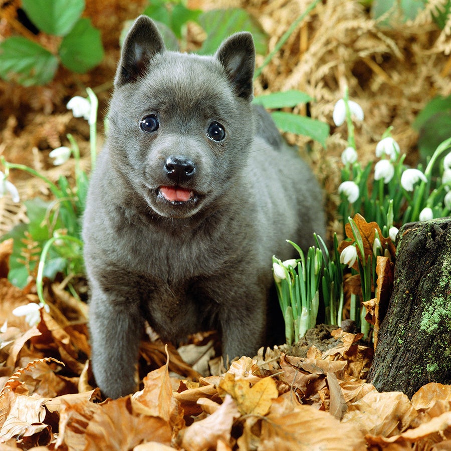 11 Dogs That Prove Small Is Powerful