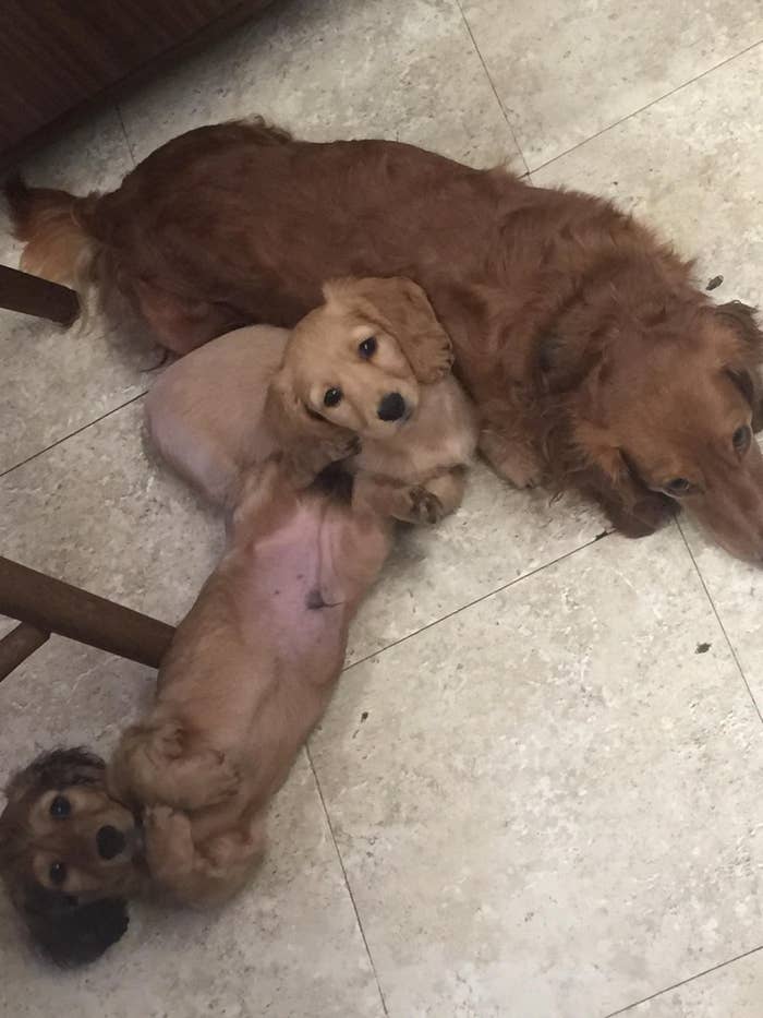 17 Puppies With Their Role Models