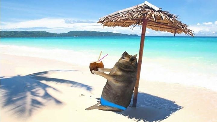 27 Imágenes que te harán un fiel creyente de El Perrito Super Gordito