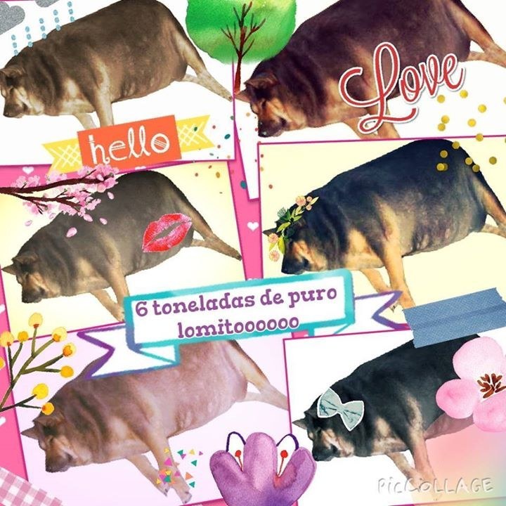 27 Imágenes que te harán un fiel creyente de El Perrito Super Gordito