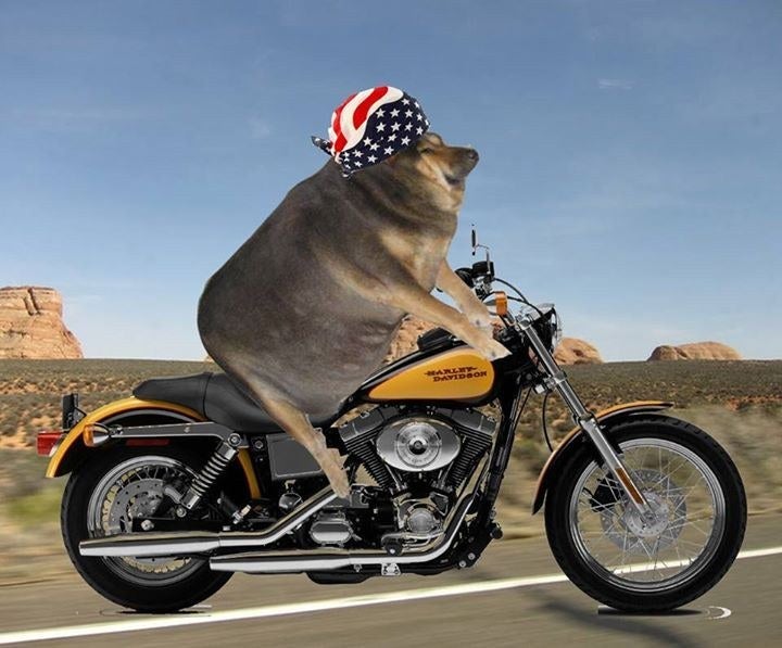 27 Imágenes que te harán un fiel creyente de El Perrito Super Gordito