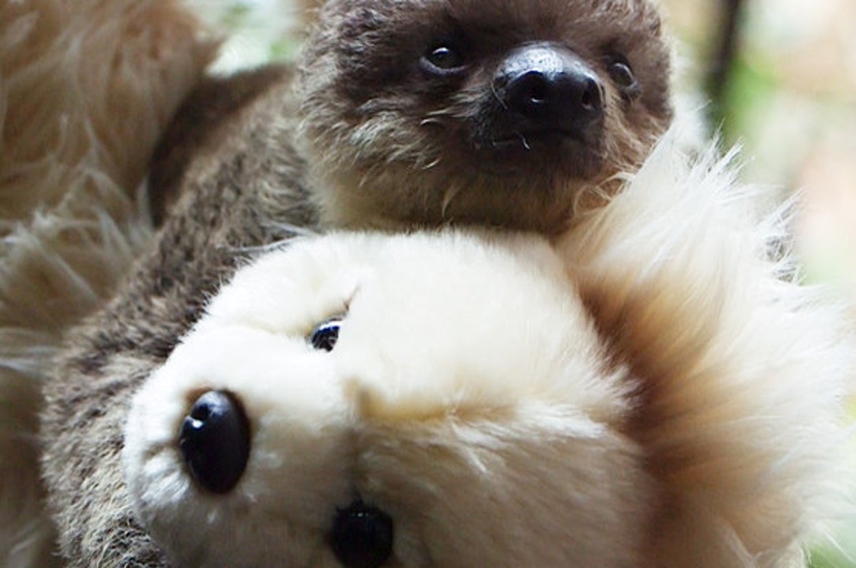 sloth cuddle gif