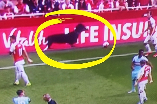 Did The Arsenal Dog Kick The Ball?