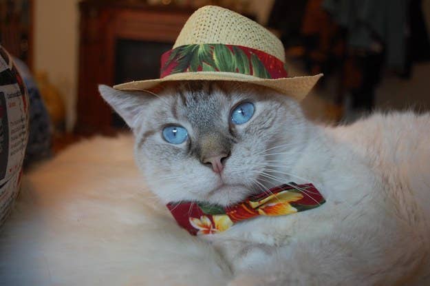 18 Gentlemen Cats Who Have The Best Manners
