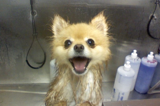 26 De Los Perros Más Felices De Todos Los Tiempos
