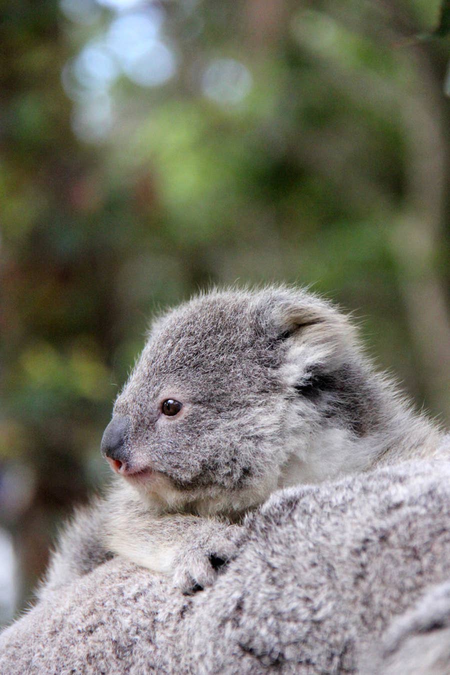 Cute Baby Koalas Sleeping