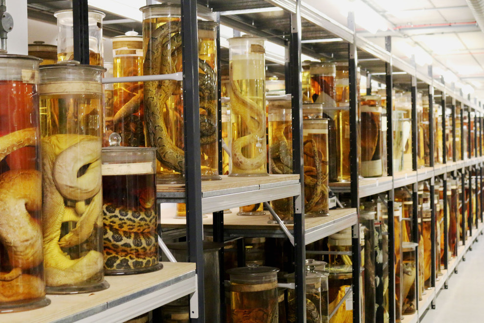 Inside The Natural History Museum's Wonderfully Creepy Room Of Things ...