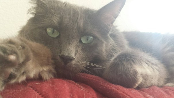 EmRoseLA on BuzzFeed