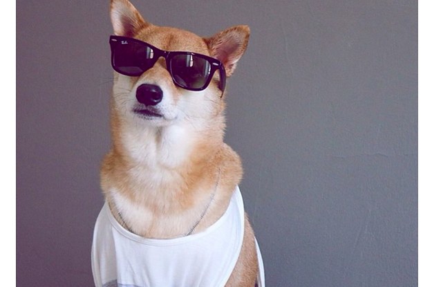 Stop Everything And Look At These Adorably Stylish Dogs