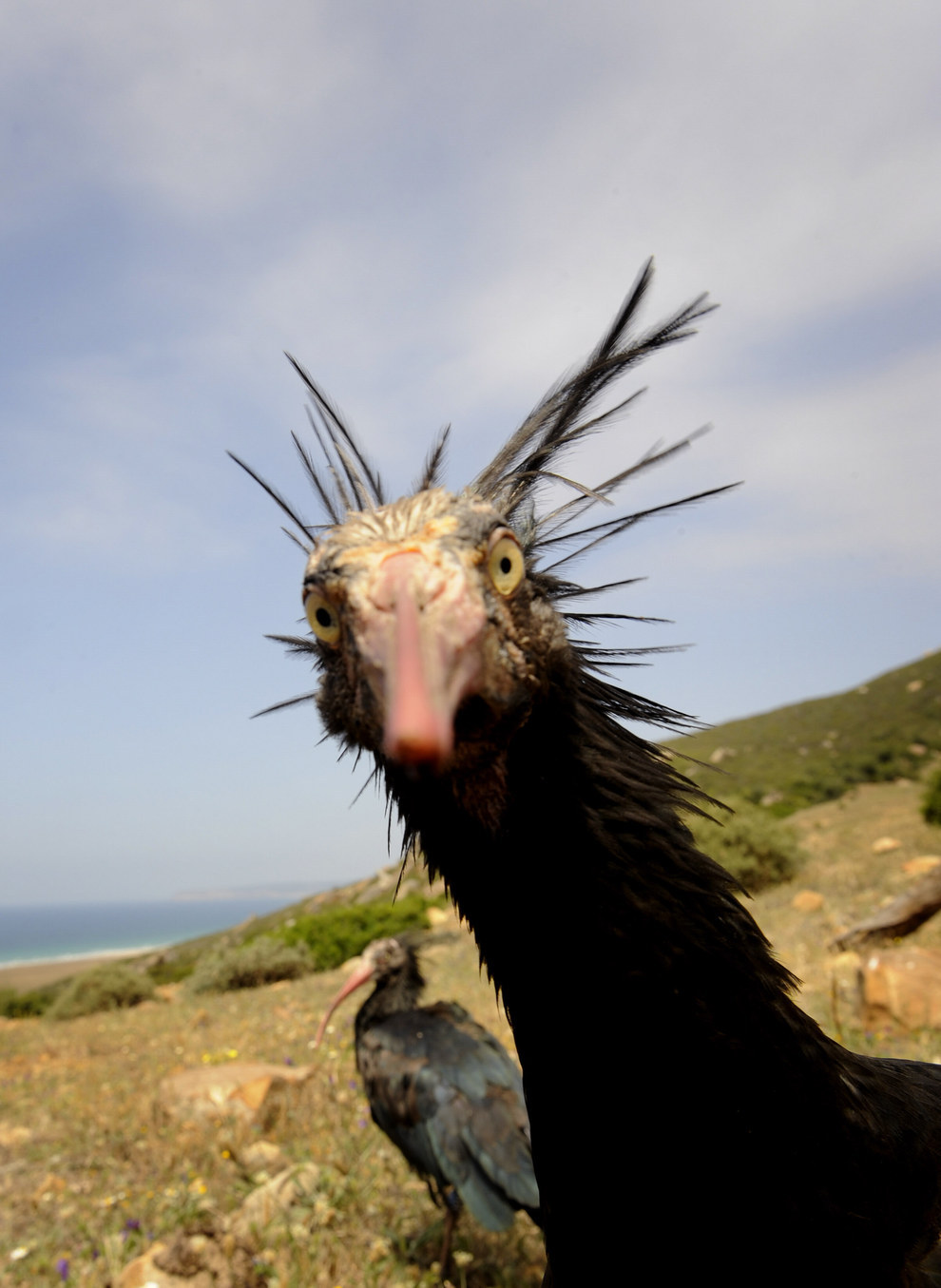 21 Endangered Animals That Are Total Badasses