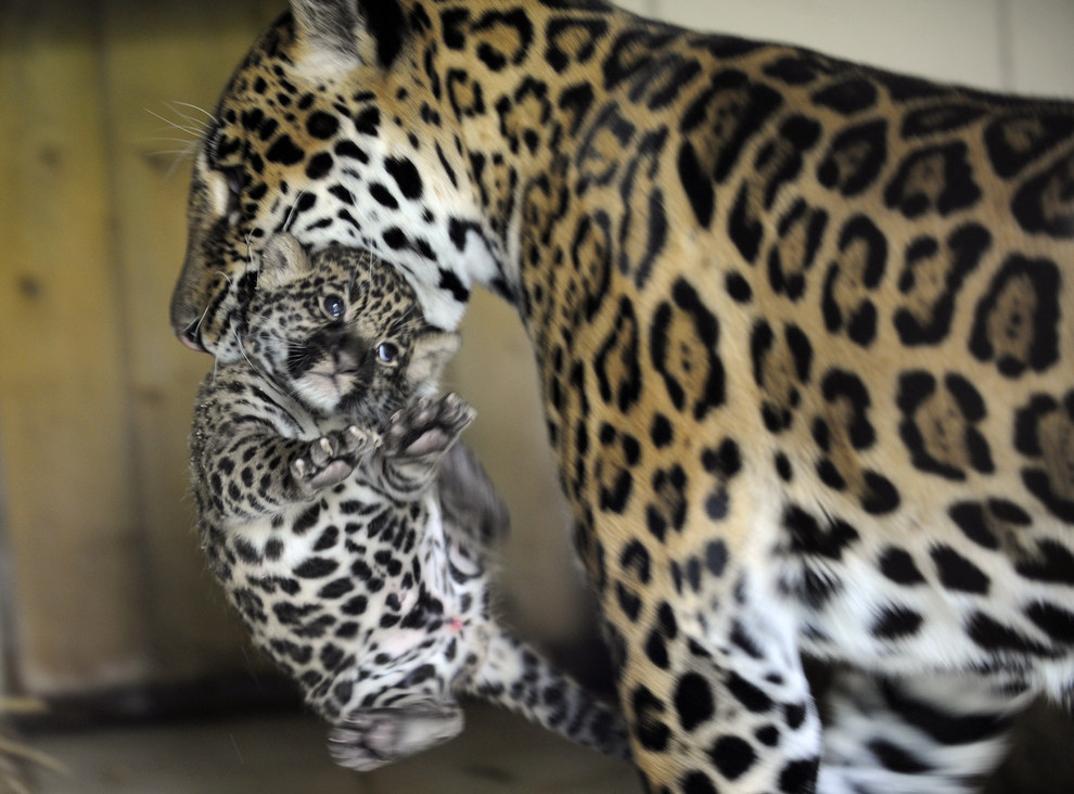 21 Endangered Animals That Are Total Badasses