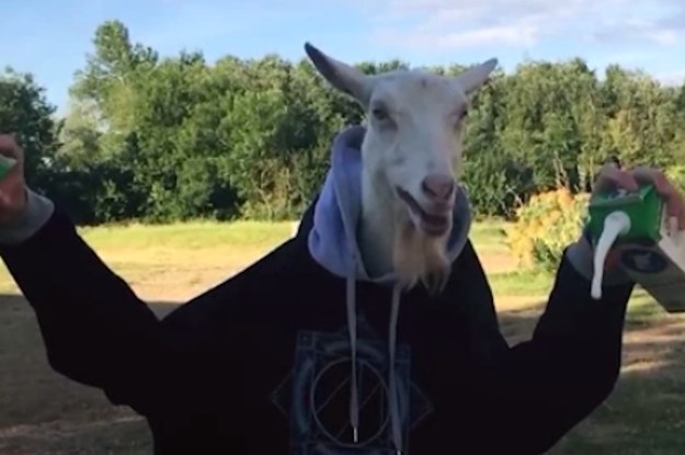 Here's Your New Favorite Goat Vine!