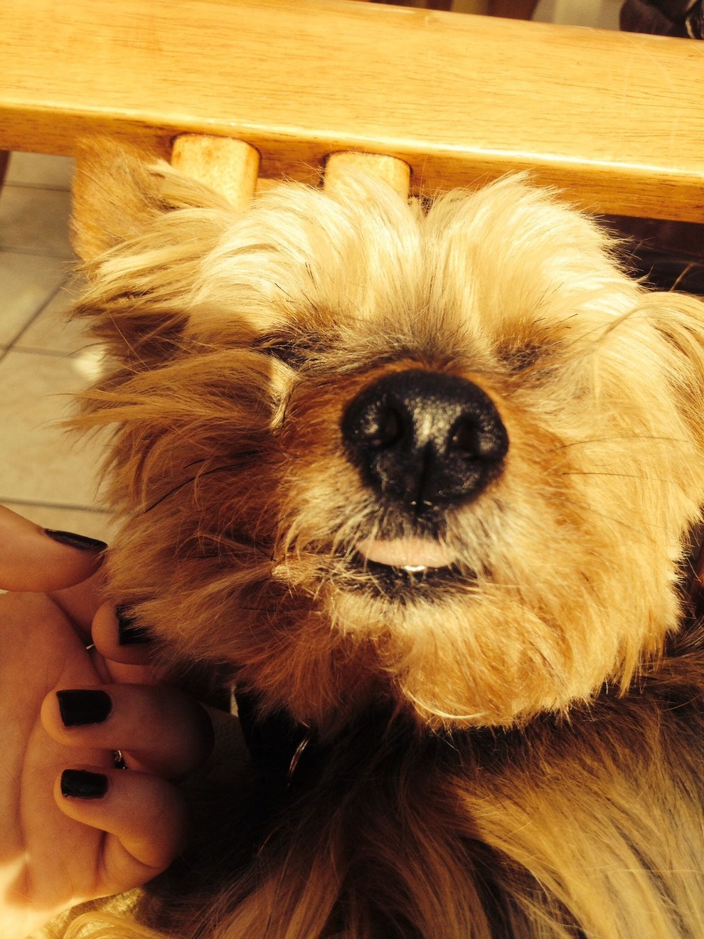 16 Super Chill Dogs Who Love The Sun