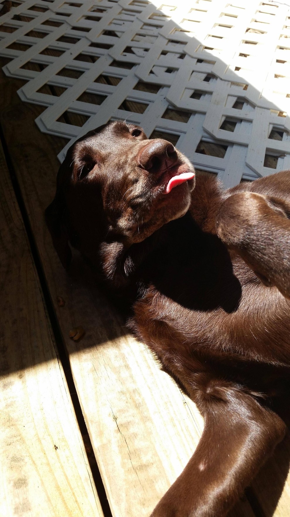 16 Super Chill Dogs Who Love The Sun