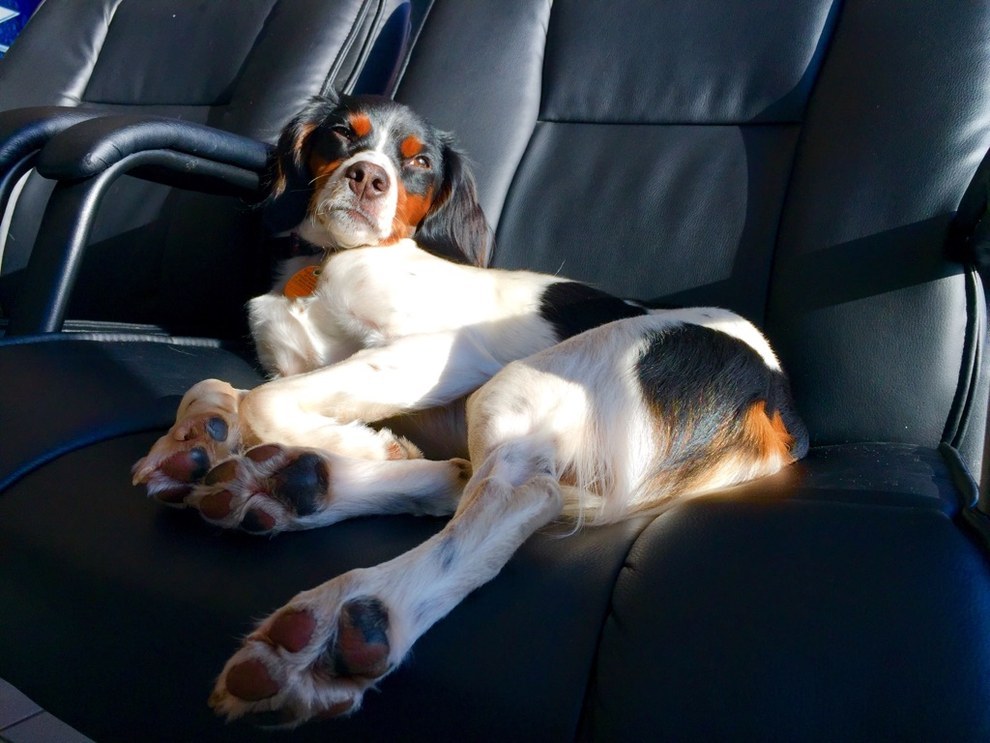 16 Super Chill Dogs Who Love The Sun