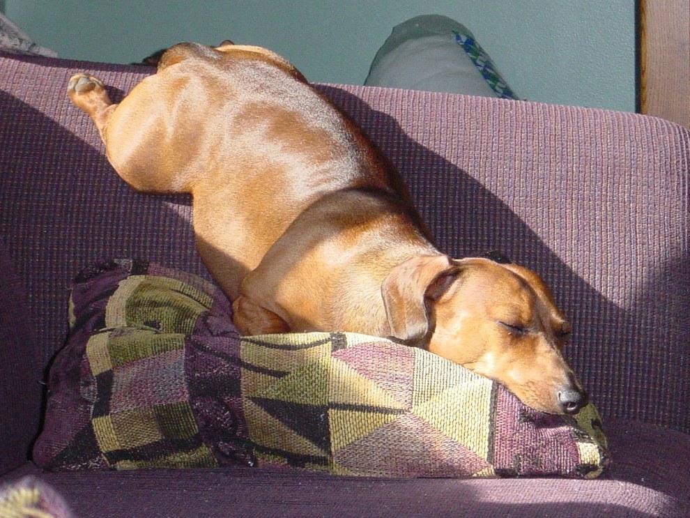 16 Super Chill Dogs Who Love The Sun