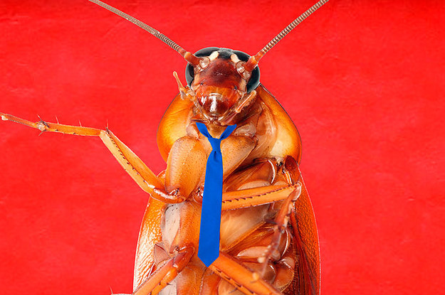 12 Cosas que seguro no sabías sobre la cucaracha de #LadyCucaracha