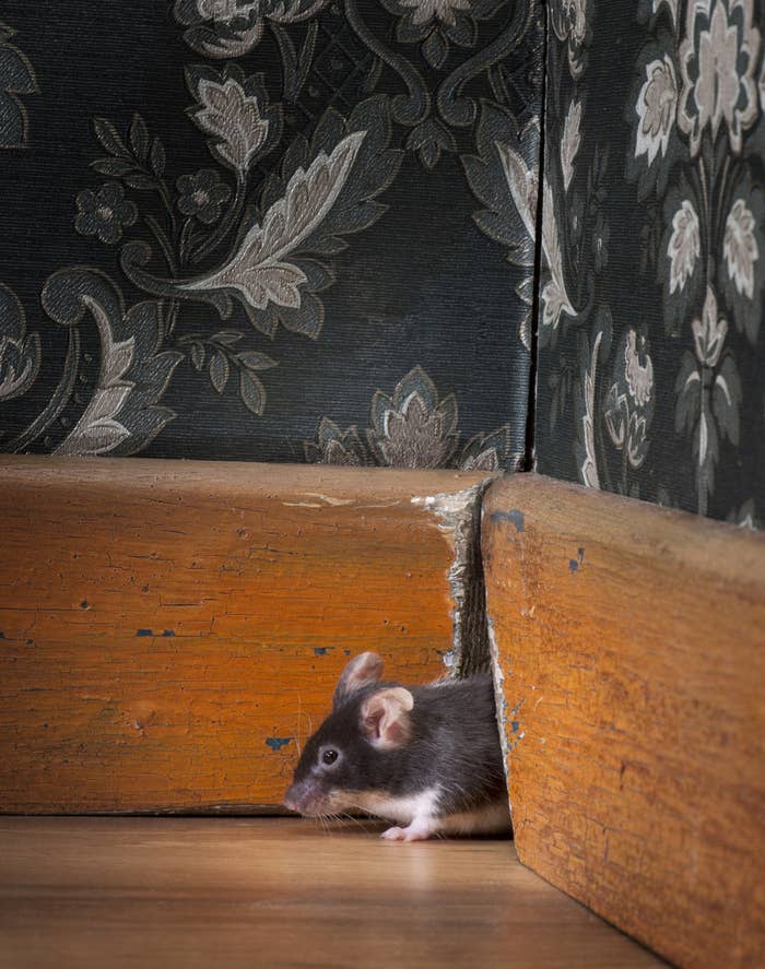 Almost Half A Million Rented Homes Infested With Vermin