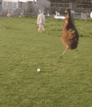 Watch This Adorable Emu Try To Play Fetch