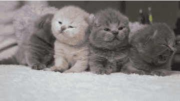 17 Itty Bitty Kitty Committees That Run The World