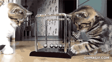 17 Itty Bitty Kitty Committees That Run The World