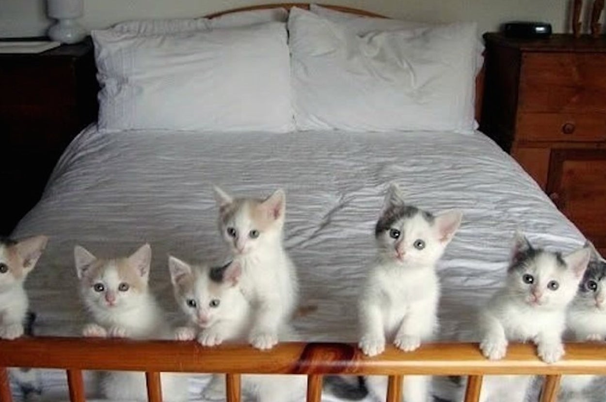 17 Itty Bitty Kitty Committees That Run The World