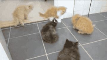 17 Itty Bitty Kitty Committees That Run The World